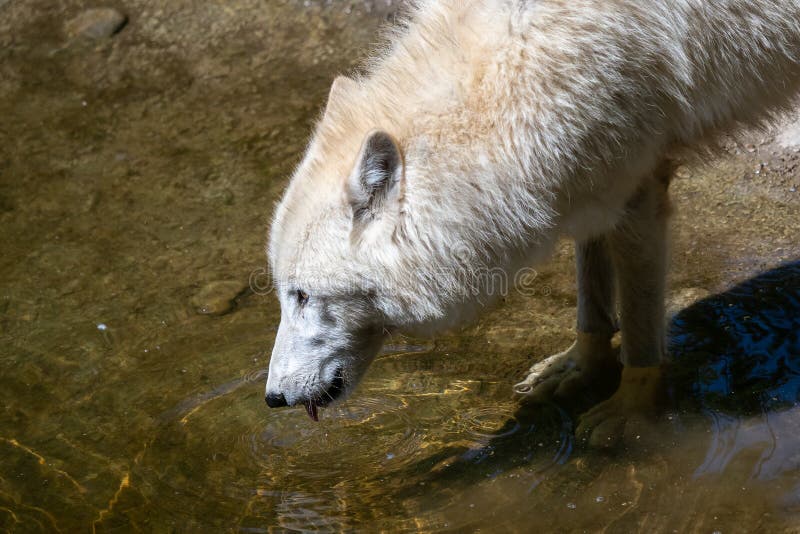 White Arctic Wolf Drinks Water, Canis Lupus Arctos Stock Image - Image ...