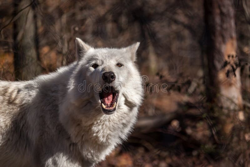White Arctic Wolf in the Forest with Mouth Open Stock Photo - Image of ...
