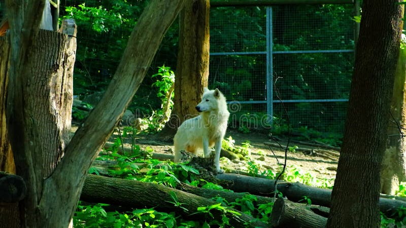 White Arctic Wolf in the Forest at the Zoo. Stock Video - Video of ...
