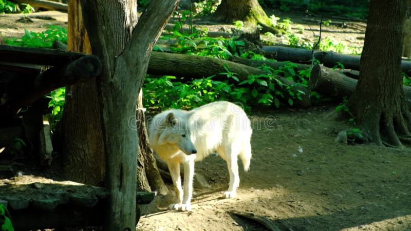 White Arctic Wolf in the Forest at the Zoo. Stock Video - Video of wolf ...