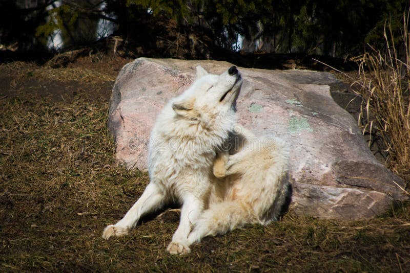 4,751 Wolf Sitting Photos - Free & Royalty-Free Stock Photos from ...