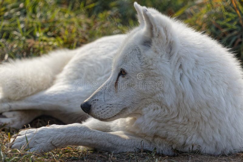 White Arctic Wolf Still Sitting Stock Image - Image of animal, quebec ...