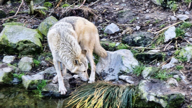 White Arctic Wolf by the Stream in the Forest Sniffing the Grass and ...