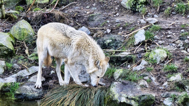 White Arctic Wolf by the Stream in the Forest Sniffing the Grass and ...