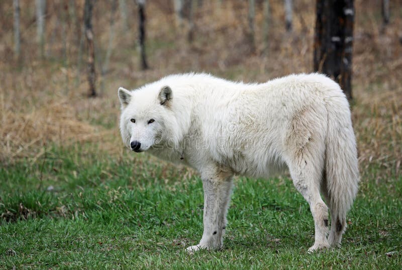 White arctic Wolfdog stock image. Image of vacation - 130139273