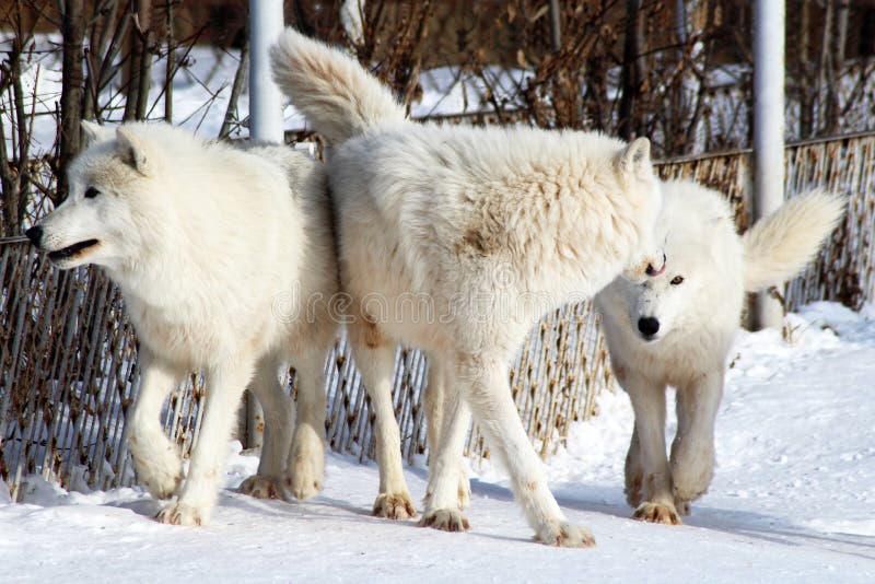 White Arctic Wolves in Winter Stock Image - Image of arctos, beast ...