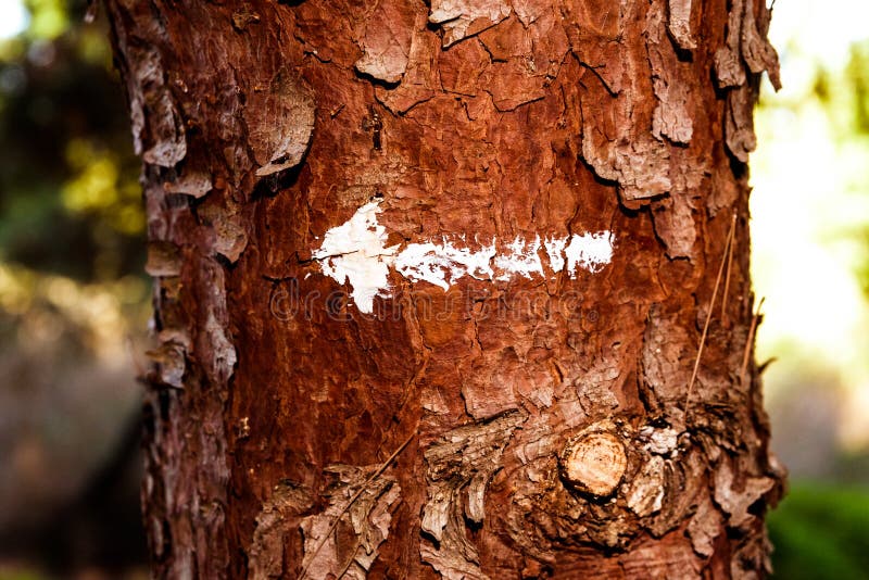 A White Arrow Mark Painted on a Tree Trunk Stock Image - Image of brown ...