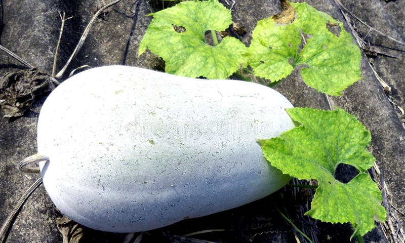 Ash Gourd stock photo. Image of fresh, outside, gourd - 22819516
