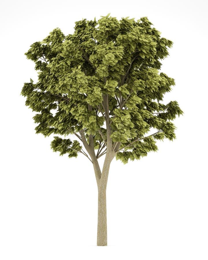 Ash Tree Stock Illustrations – 10,355 Ash Tree Stock Illustrations ...