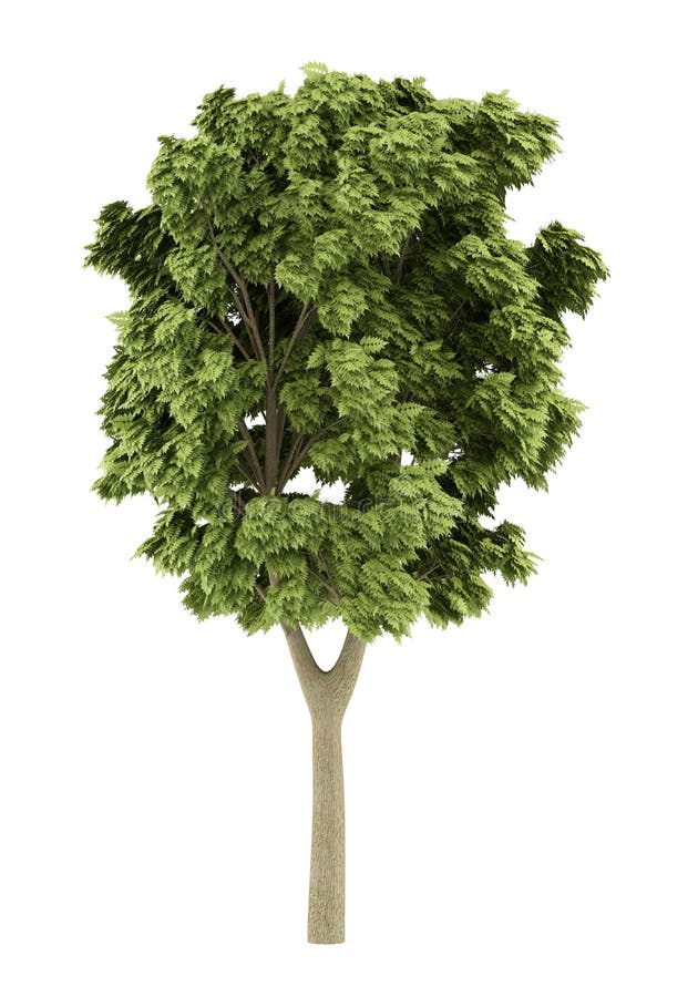 Ash Tree Stock Illustrations – 10,355 Ash Tree Stock Illustrations ...