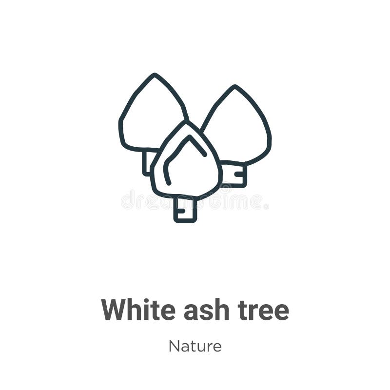 White Ash Tree Outline Vector Icon. Thin Line Black White Ash Tree Icon ...