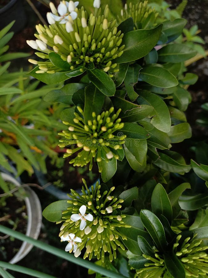 White Asoka & X28;Scientific - Saraca Asoca& X29; in Natural Garden ...
