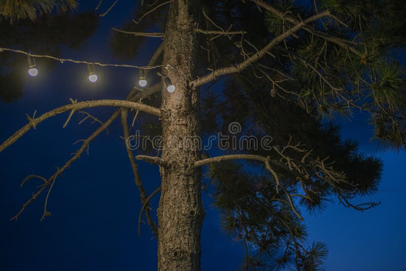 White Aspen Tree in a Park Has Its Trunk Lit by Hanging Light Bulbs, in ...