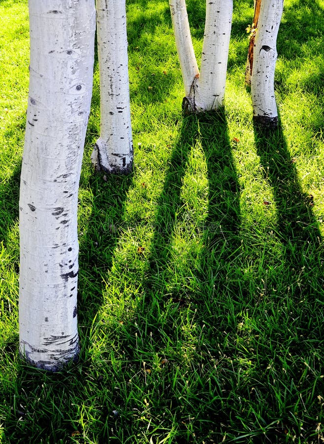 White Aspen Tree Trunks with Green Grass Stock Image - Image of green ...