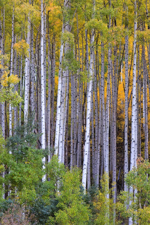 White aspen trees in autum stock image. Image of white - 57108241