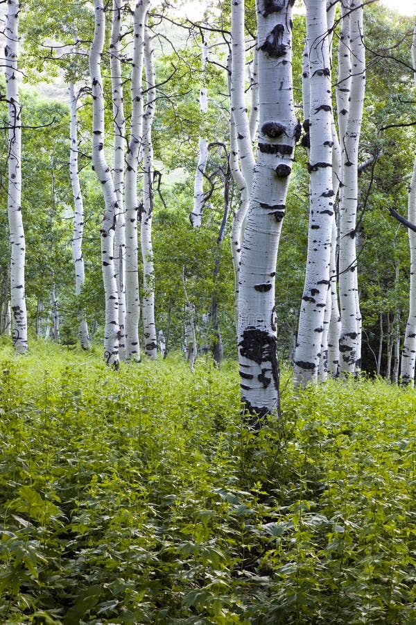 White Aspens stock image. Image of mountains, goundcover - 16805561