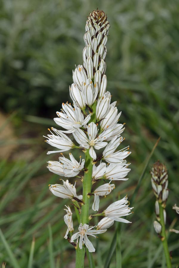 Bog Asphodel stock image. Image of narthecium, surrey - 33231639