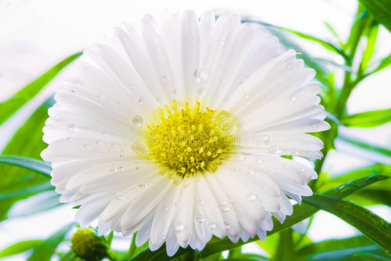 White Aster stock image. Image of grow, leaf, flowers - 17029189