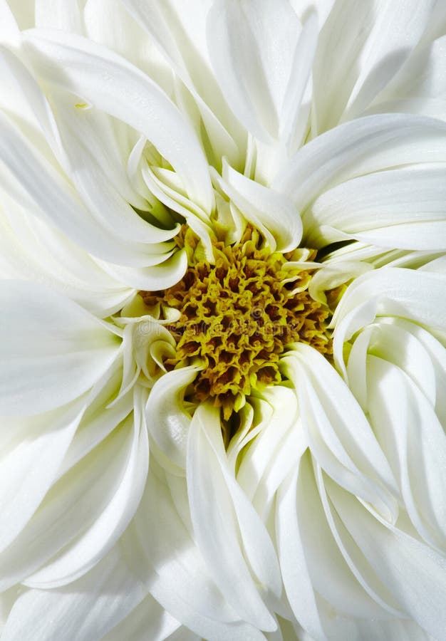 White aster stock image. Image of bloom, bright, botanical - 21072467