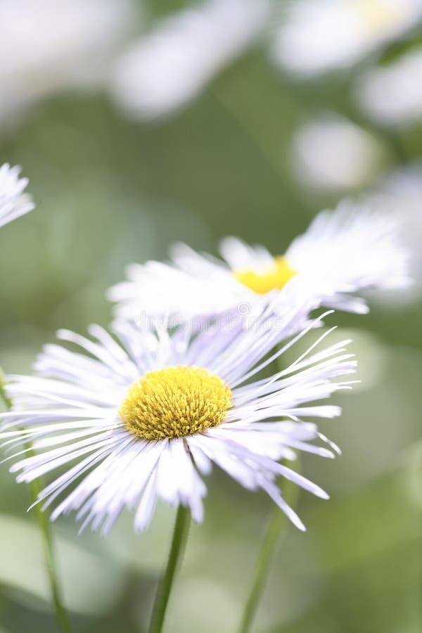 17,019 Aster Daisy Photos - Free & Royalty-Free Stock Photos from ...