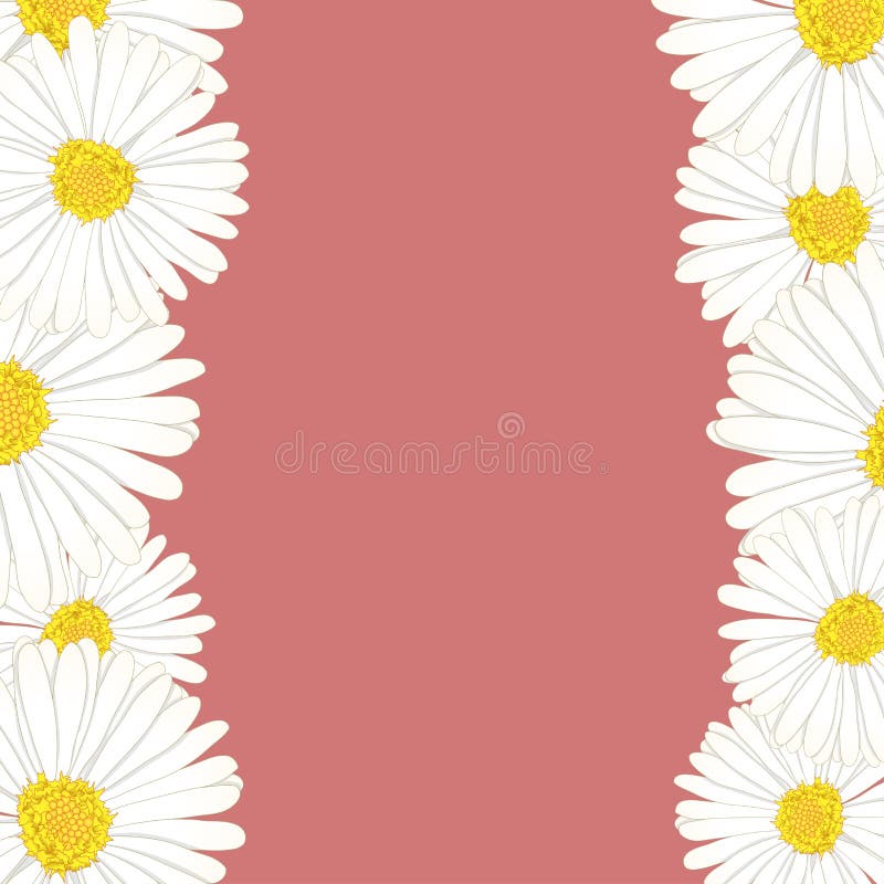 White Aster, Daisy Flower Border. Vector Illustration Stock Vector ...