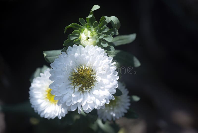 White aster stock image. Image of fresh, petal, field - 2298351