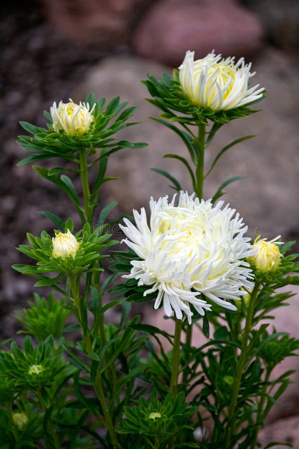 White Aster Flowers in the Middle of Green Leaves in a Flower Bed ...