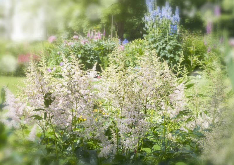 White Astilbe Blooms in the Park Stock Photo - Image of field, natural ...