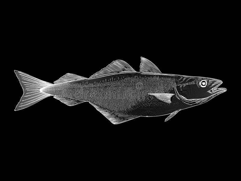 Cod Gadus Stock Illustrations – 78 Cod Gadus Stock Illustrations ...