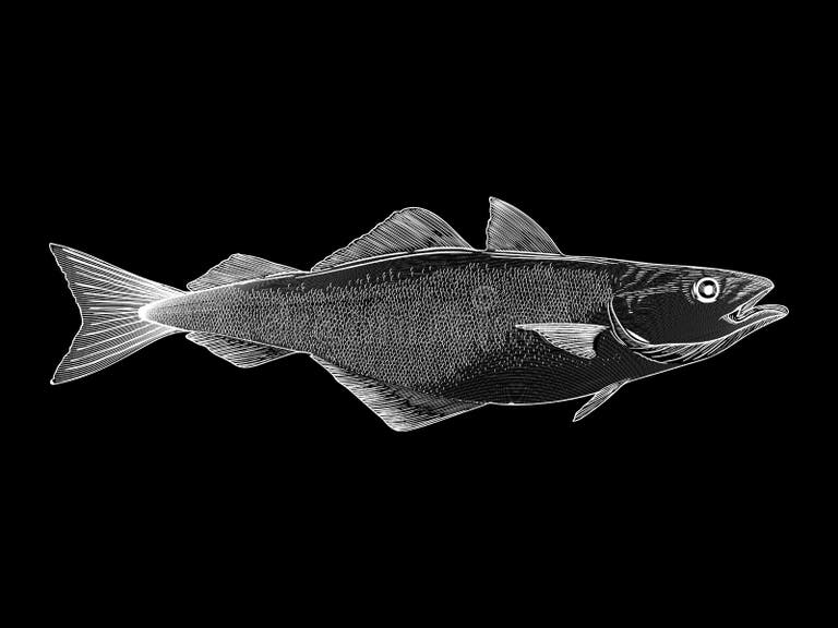 White Atlantic Cod Vector Illustration on a Black Background Stock ...