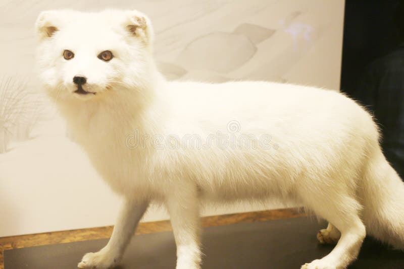White Artic Fox in Natural Science Museum, Taichung at Taiwan Editorial ...