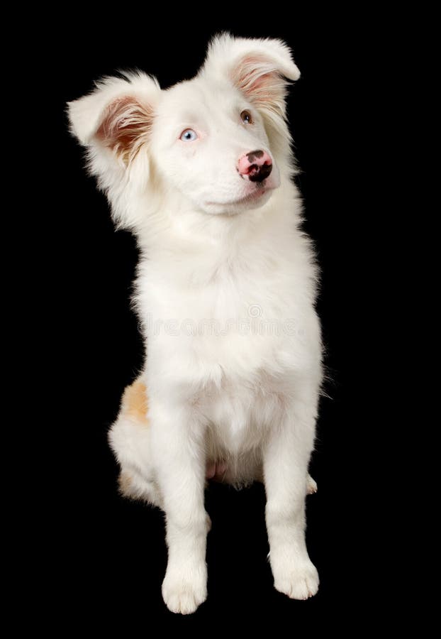 Lethal White Border Collie