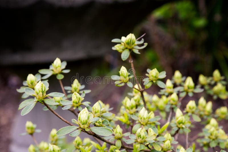 White Azalea Buds about To Open on a Bush in Spring Stock Image - Image ...