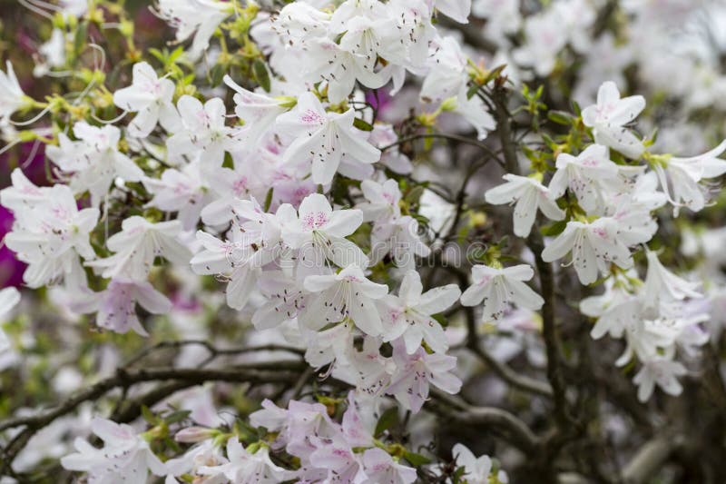White Azalea Flower, Top View, Flower Background Stock Image - Image of ...
