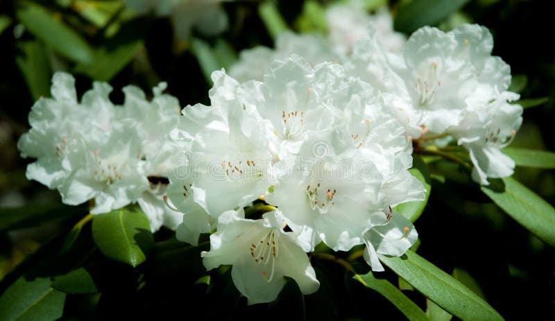 White Azalea Flowers stock photo. Image of pretty, white - 35902950