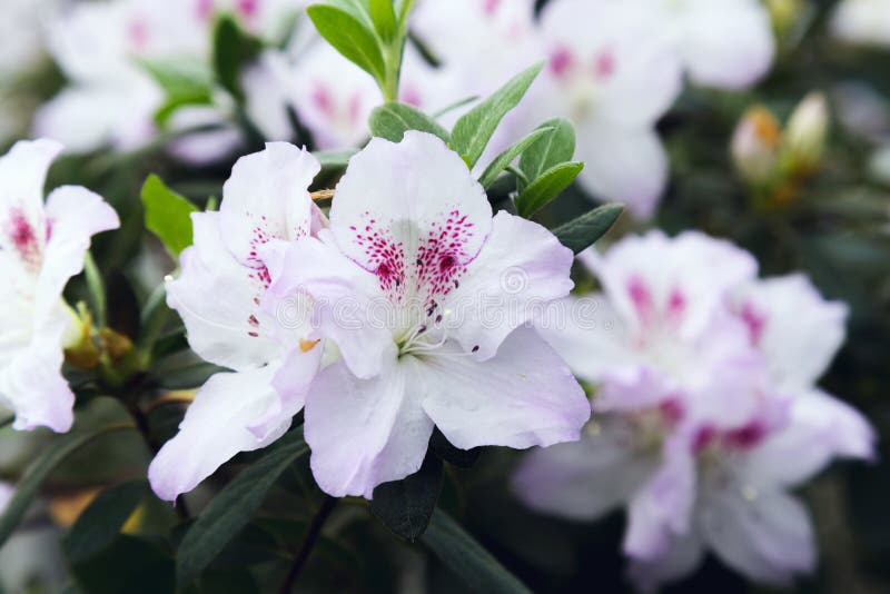 White Azalea Flowers on Bush in Spring Garden. Close Up Stock Image ...