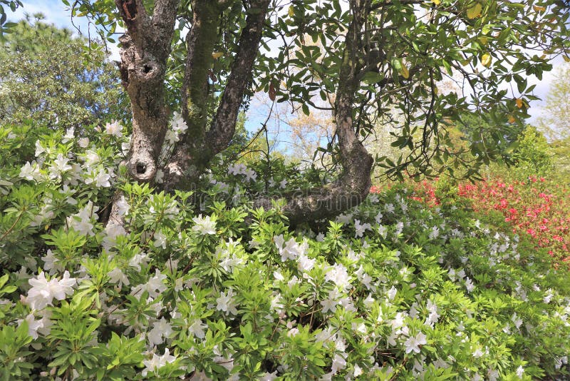 Azaleas in Full Bloom during Spring Time Stock Photo - Image of ...