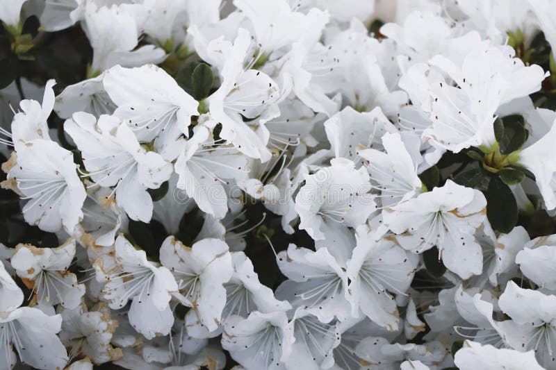 White Azalea Flowers, Full Frame Stock Photo - Image of plant, leaf ...