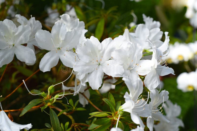 White Azalea Flowers Growing on a Shrub Stock Image - Image of bush ...