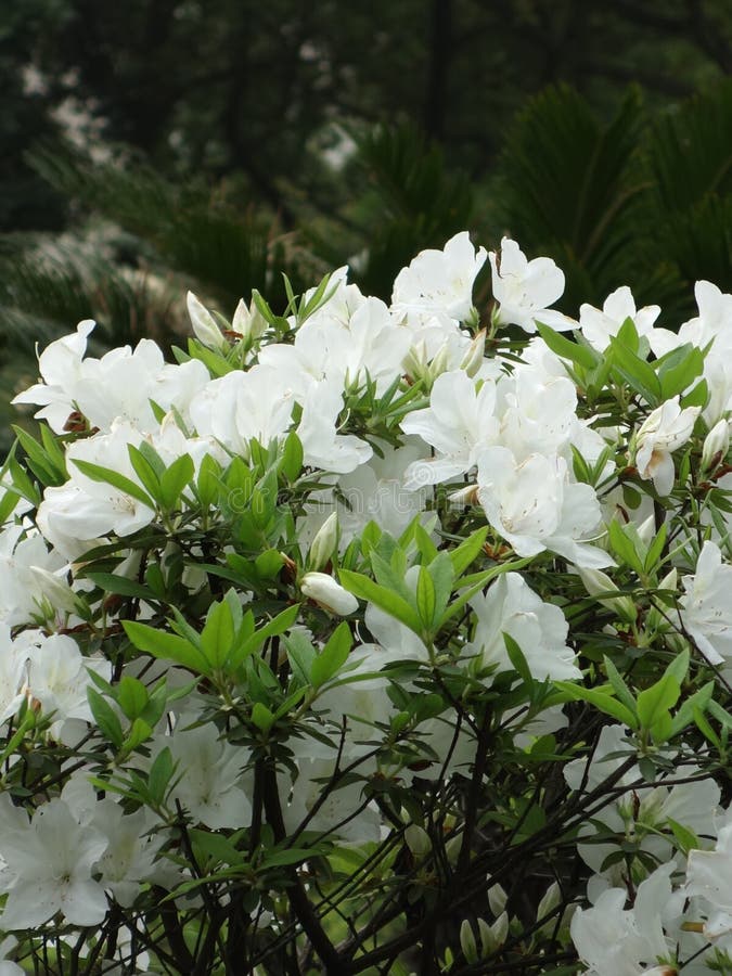 White azalea flowers stock photo. Image of rhododendron - 39910670