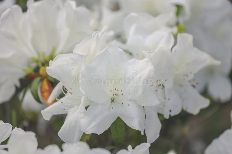 A White Azalea Flowers, Plants Growing at Park Stock Photo - Image of ...
