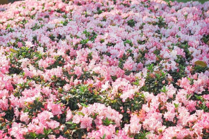Field of azalea flowers stock image. Image of garden - 18838913