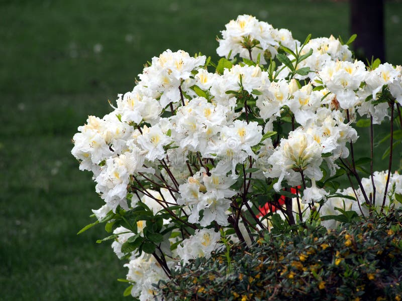 White Azalea - Rhododendron Stock Image - Image of bright, flowers ...