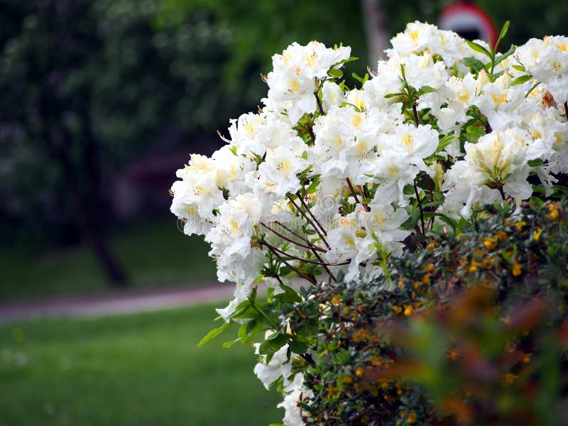 White Azalea - Rhododendron Stock Photo - Image of background, flowers ...