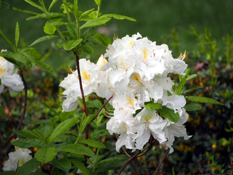 White Azalea - Rhododendron Stock Image - Image of flowers, budding ...