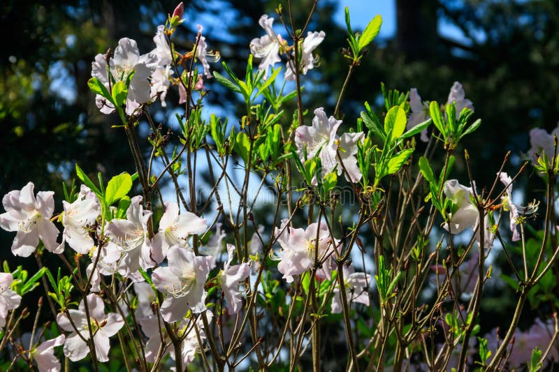 White Azalea Rhododendron Reticulatum Full Bloom Garden Spring Stock ...