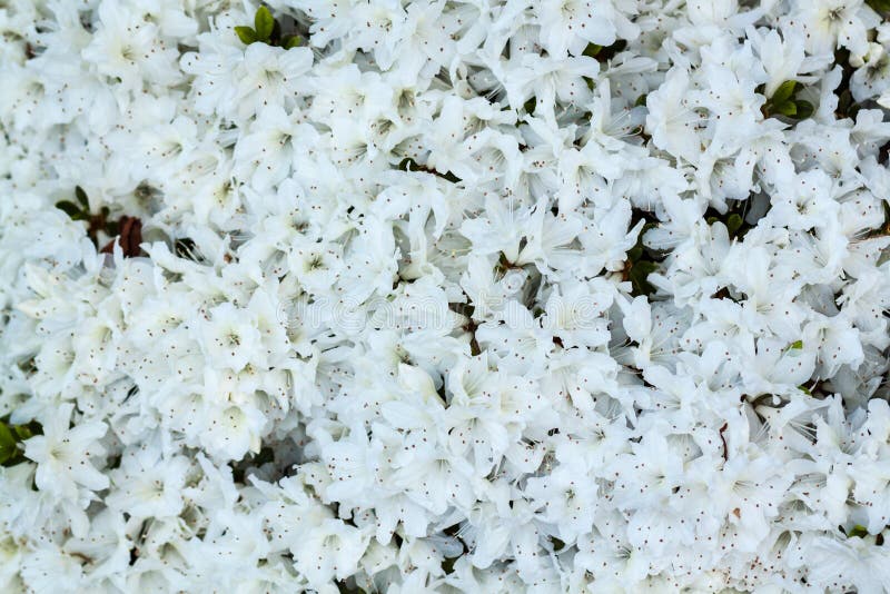 White Azalea s stock image. Image of growth, azela, evergreen - 40736991