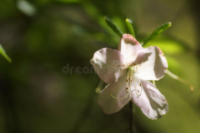 White Azalea Stamens and Carpel Stock Image - Image of plant, blossom ...