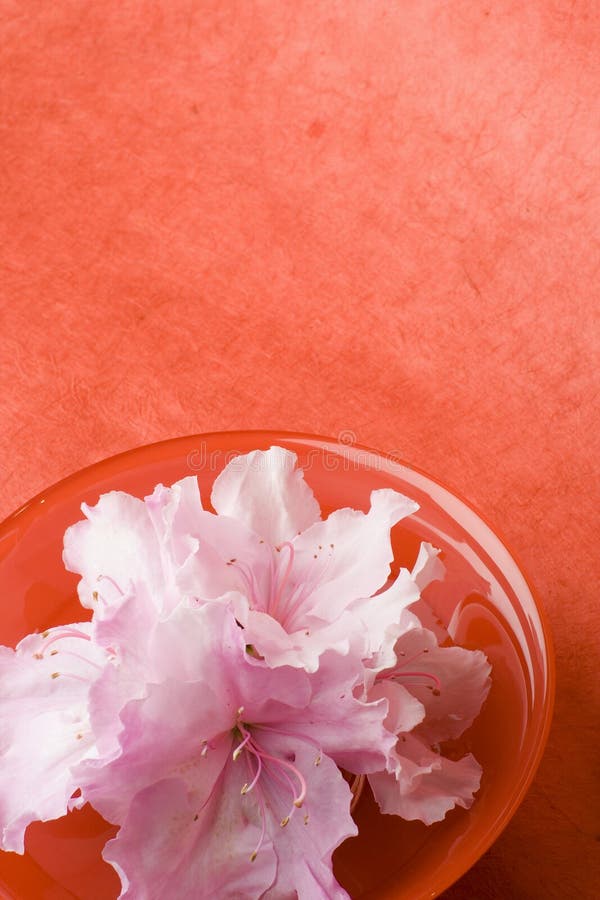 White Azaleas in a Red Bowl with Texture; Tall View Stock Photo - Image ...