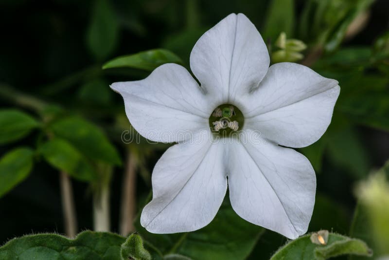 White Aztec Jasmine stock photo. Image of macro, astrantia - 94746558